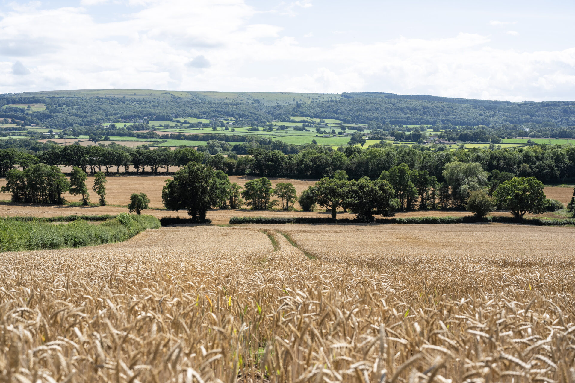 Meet our Sales Advisor at Gatcombe Orchard, Wrington - Acorn Property Group